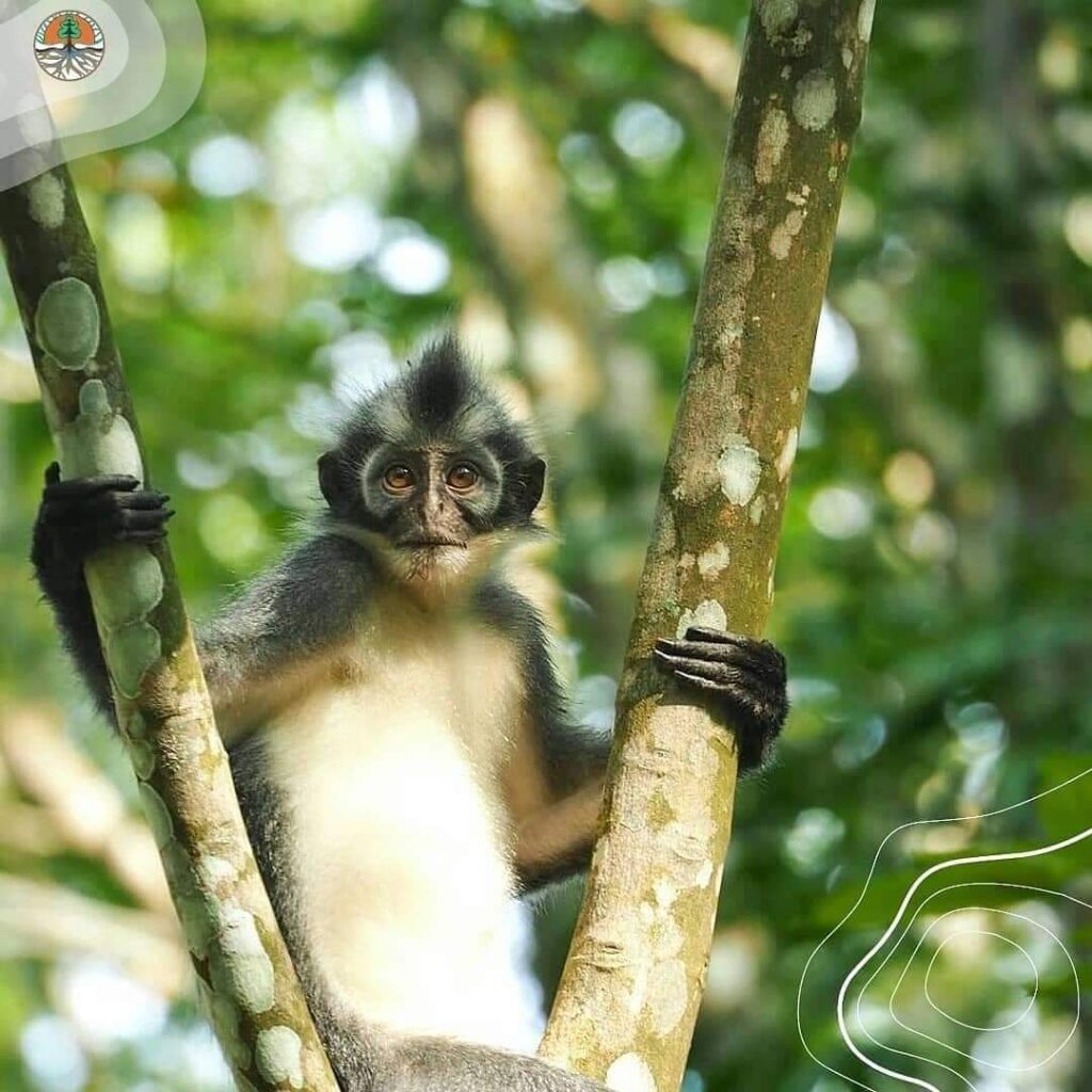 Kedih, Primata Unik dari Sumatera - Bali Politika