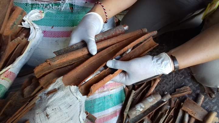 Kayu Sintok, Kembaran Kayu Manis yang Kaya Manfaat dari Pulau Sumbawa ...