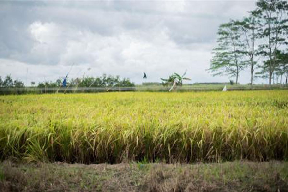 199 Hektar Panen Raya, Food Estate Kalteng Buahkan Hasil! - Bali Politika