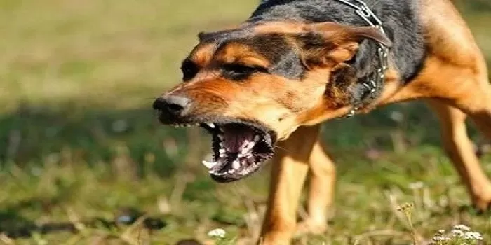 Anjing Liar Positif Rabies Gigit Pendaki di Gunung Batukaru